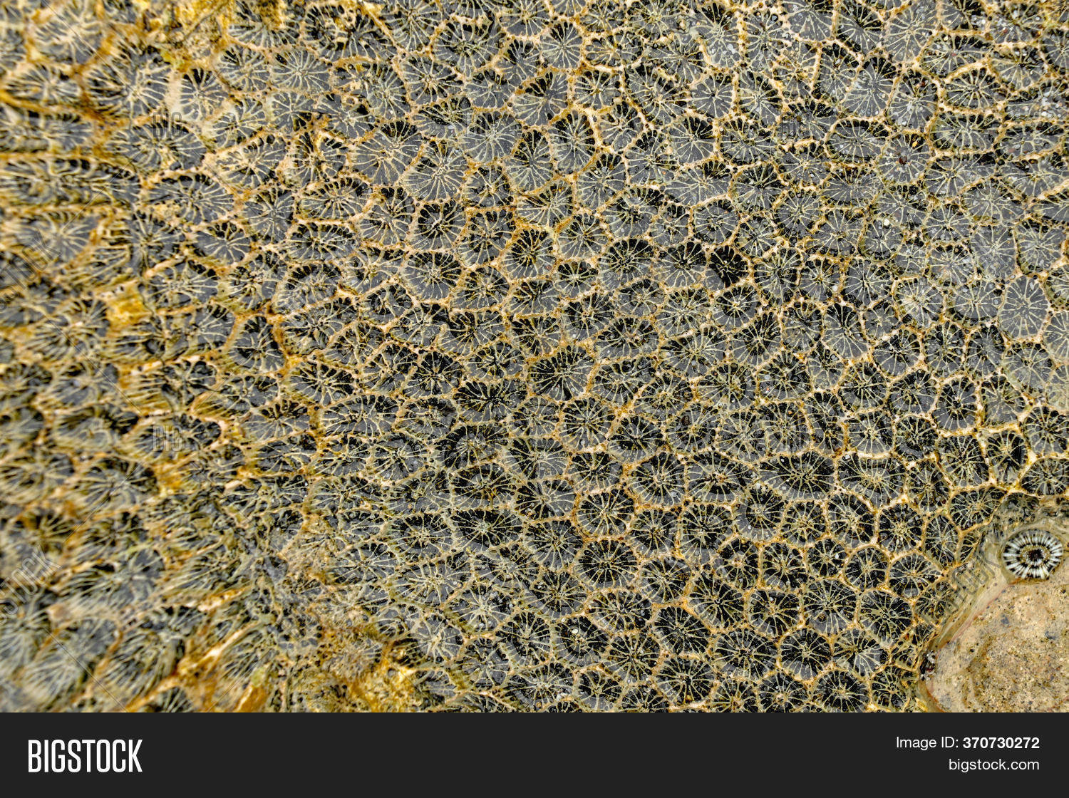 Fossilized Sea Animal Image & Photo (Free Trial) | Bigstock