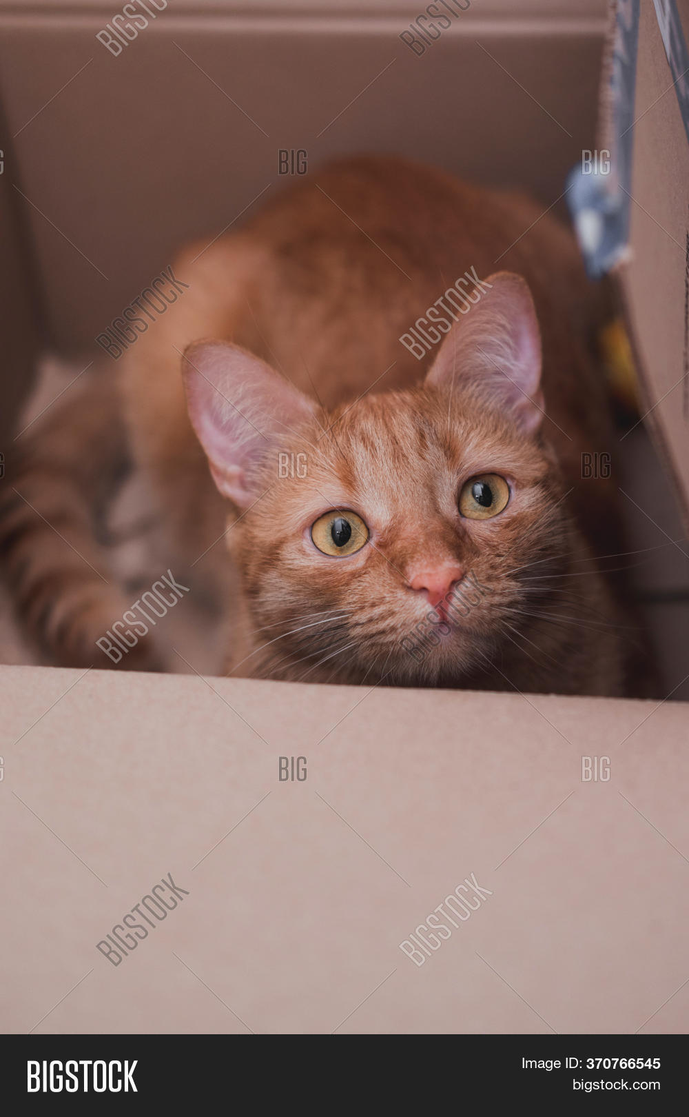 Red-striped Cat Image & Photo (Free Trial) | Bigstock