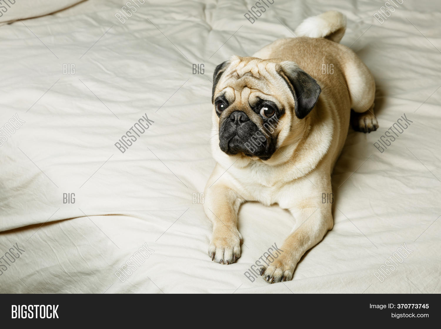 Cute Beige Pug Dog Image & Photo (Free Trial) | Bigstock