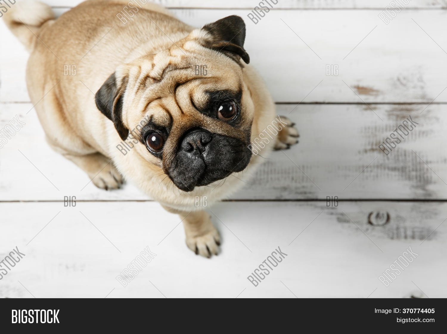 Cute Biege Pug Dog Image & Photo (Free Trial) | Bigstock