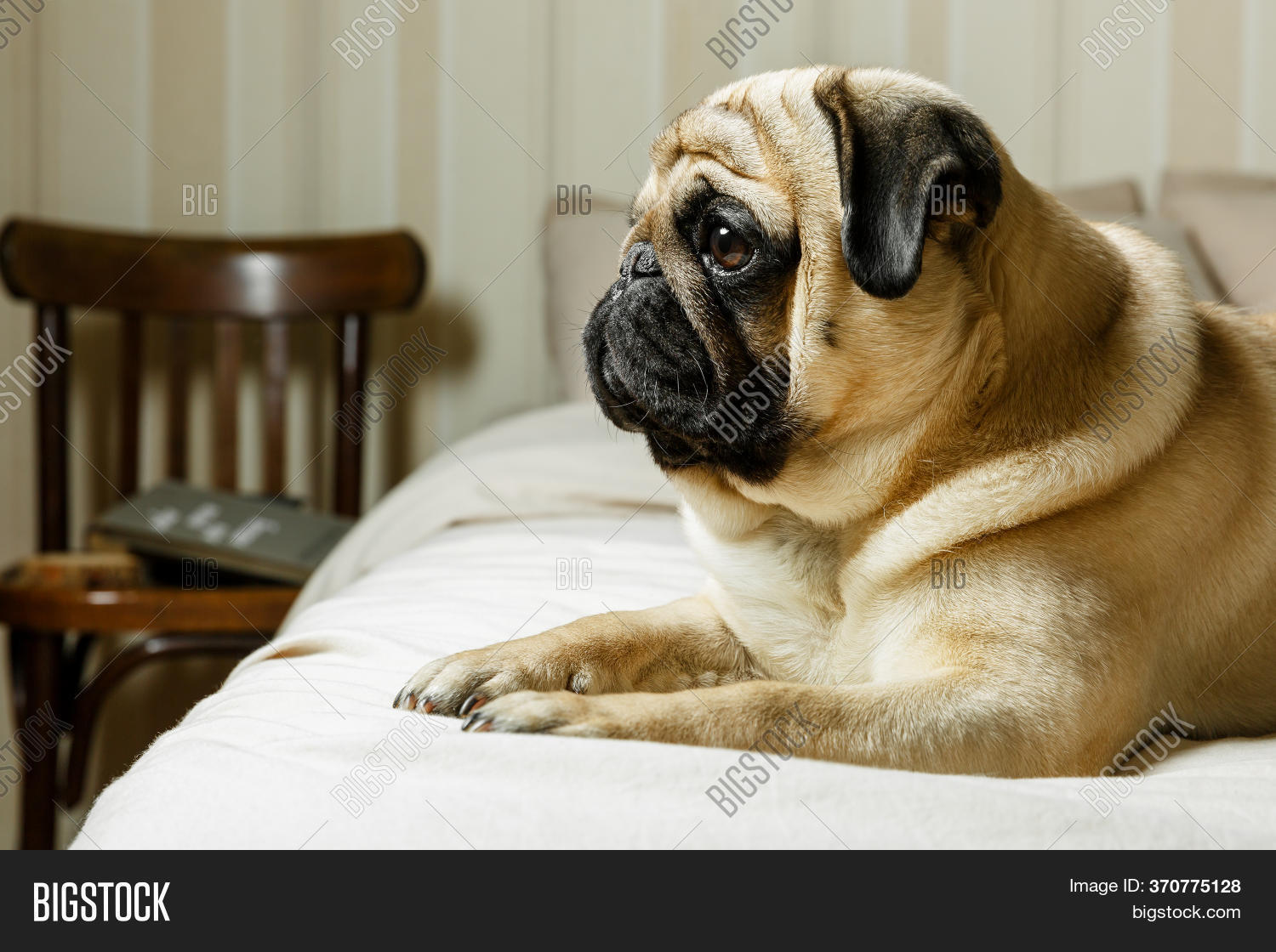 Cute Beige Pug Dog Image & Photo (Free Trial) | Bigstock