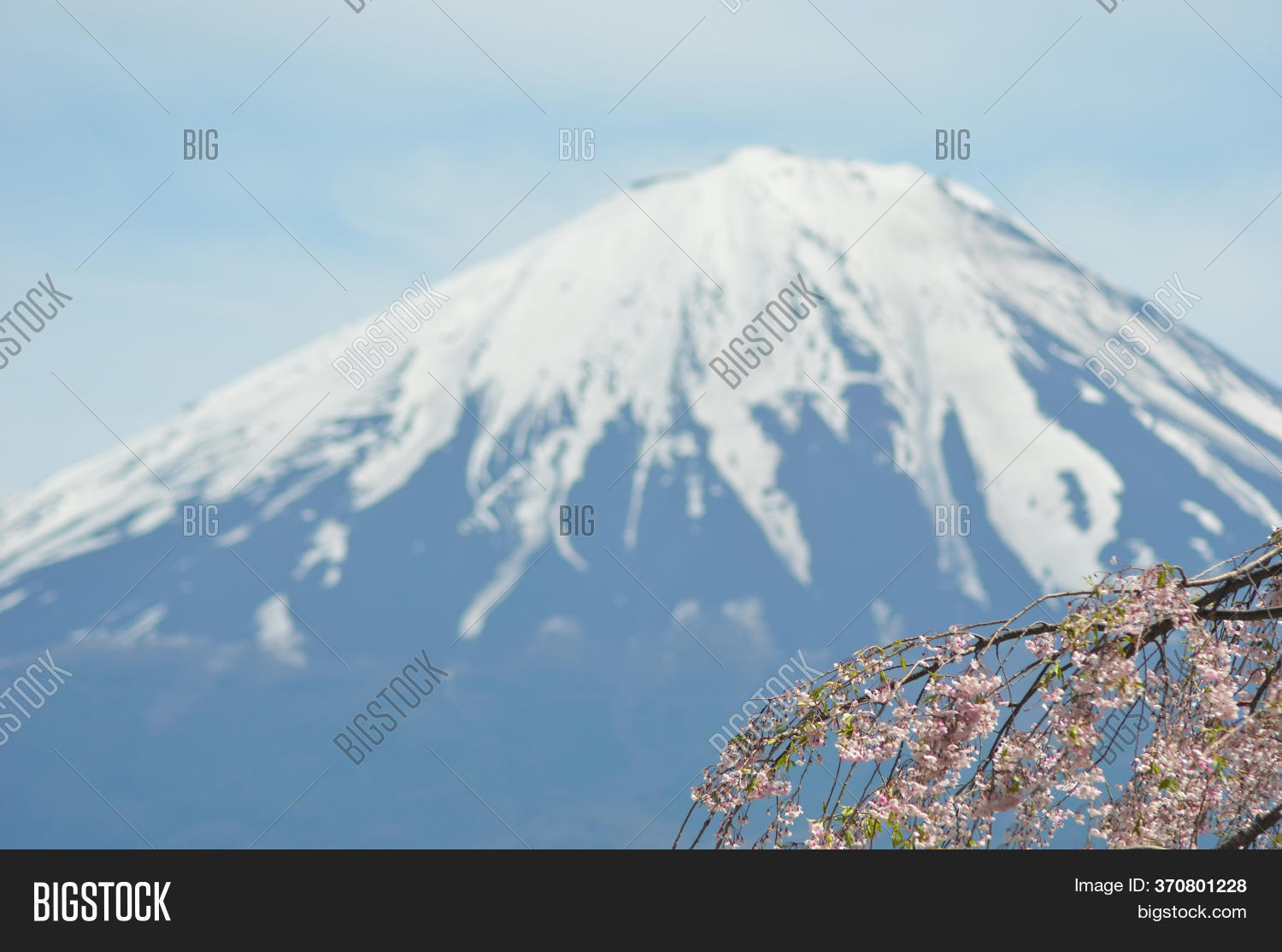 Drooping Branch Image & Photo (Free Trial) | Bigstock