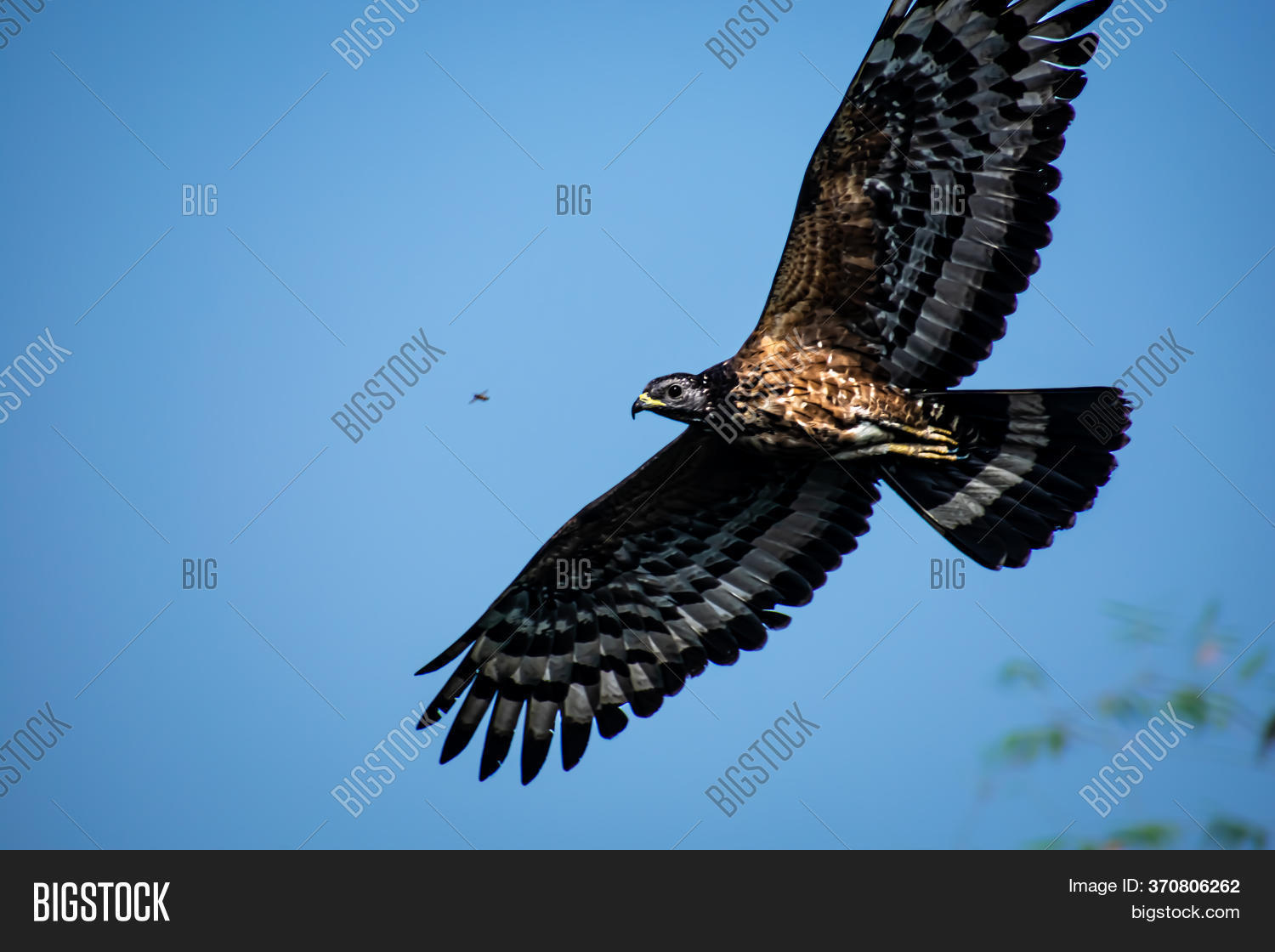 Crested Honey Buzzard Image & Photo (Free Trial) | Bigstock