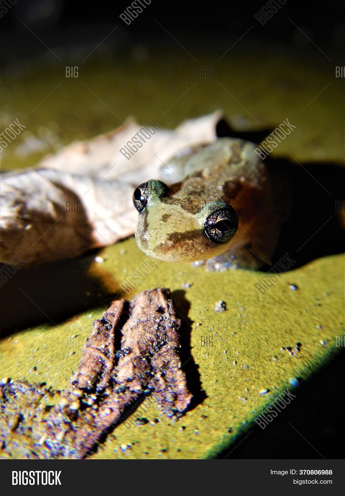 Stauffe's Treefrog ( Image & Photo (Free Trial) | Bigstock