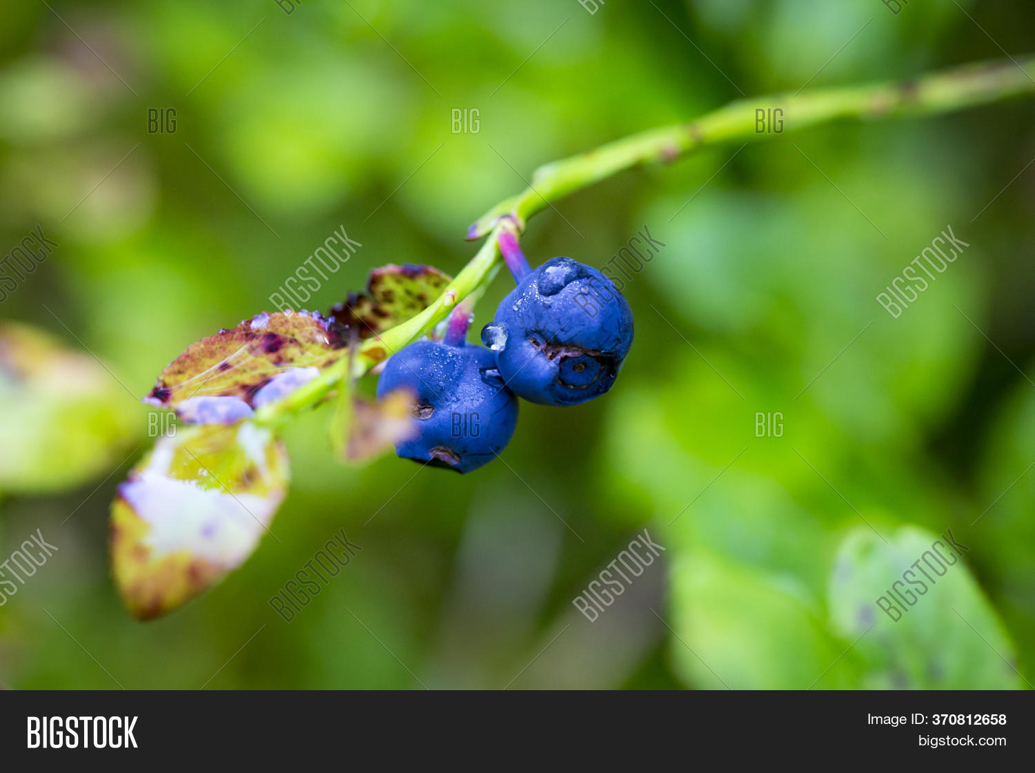 Bilberry Bush Berries Image & Photo (Free Trial) | Bigstock