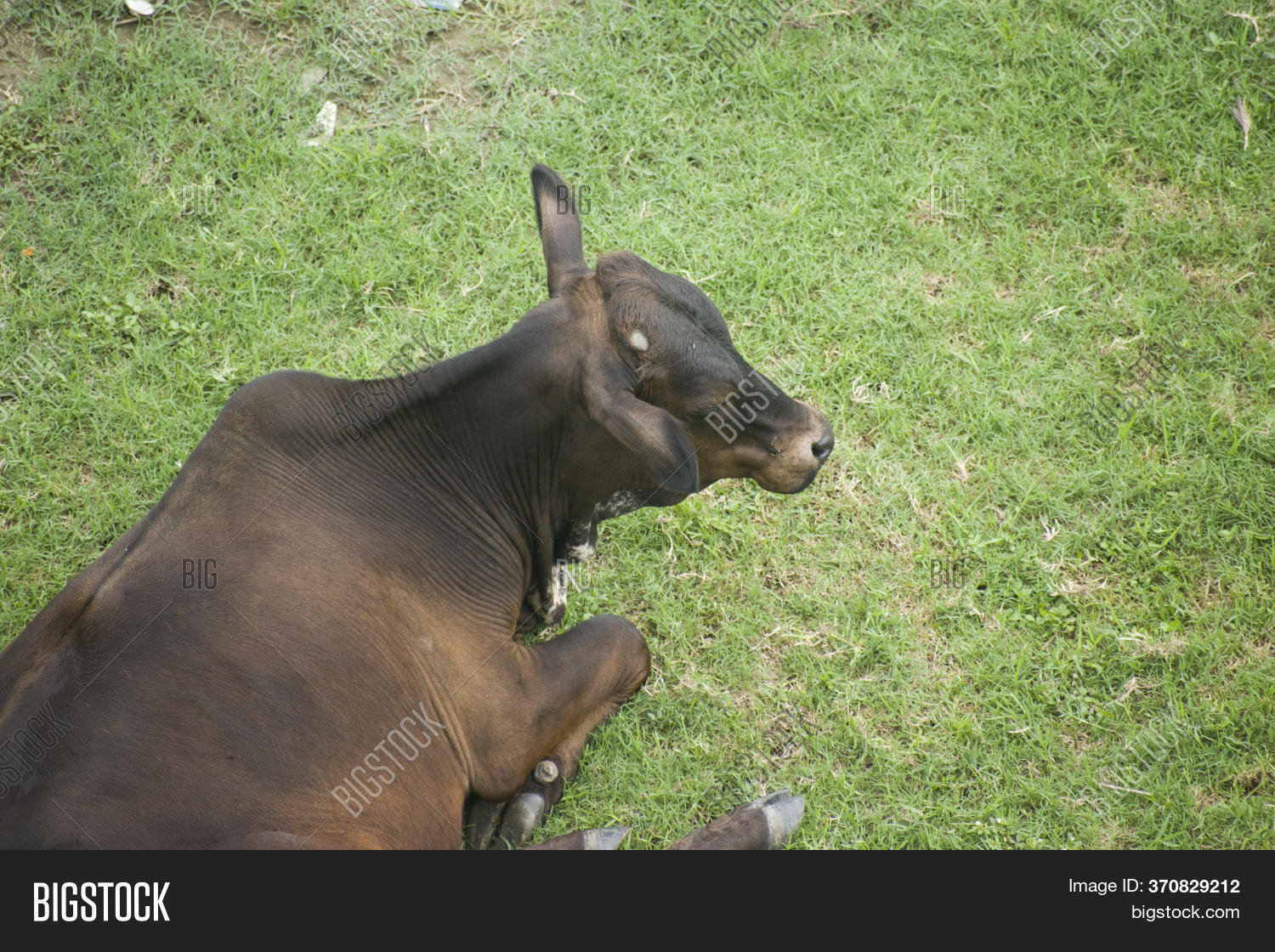 Cattle, Cows (female) Image & Photo (Free Trial) | Bigstock