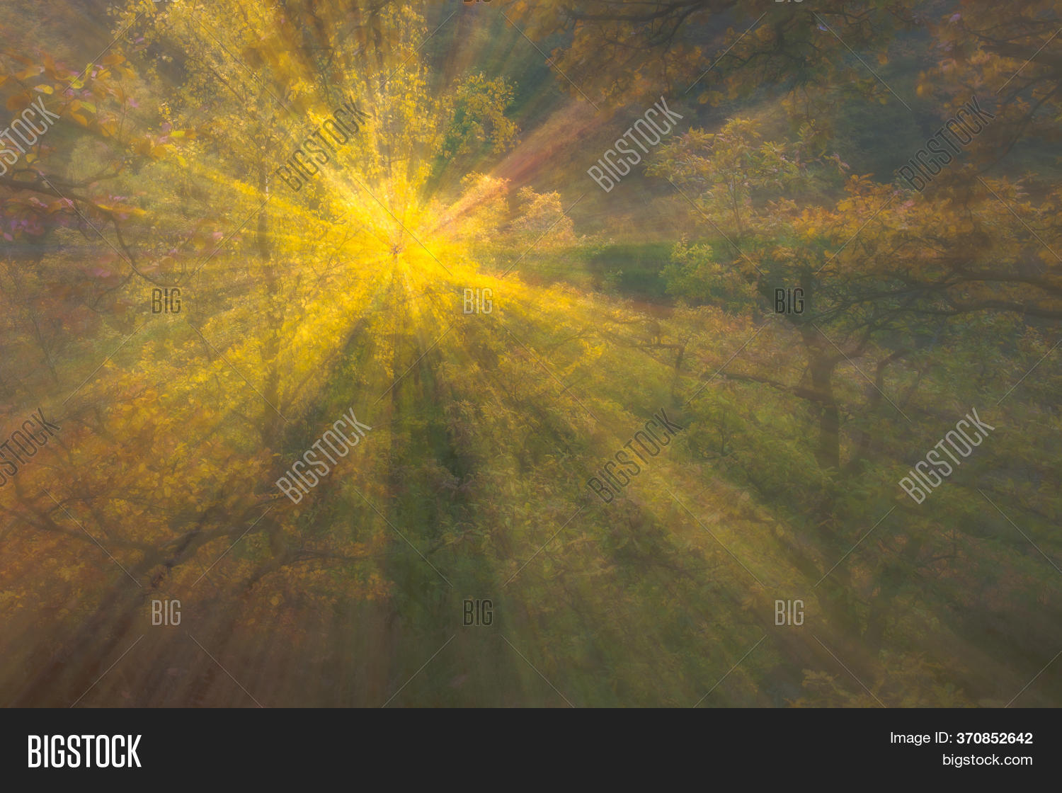 Abstract Photo, Forest Image & Photo (Free Trial) | Bigstock