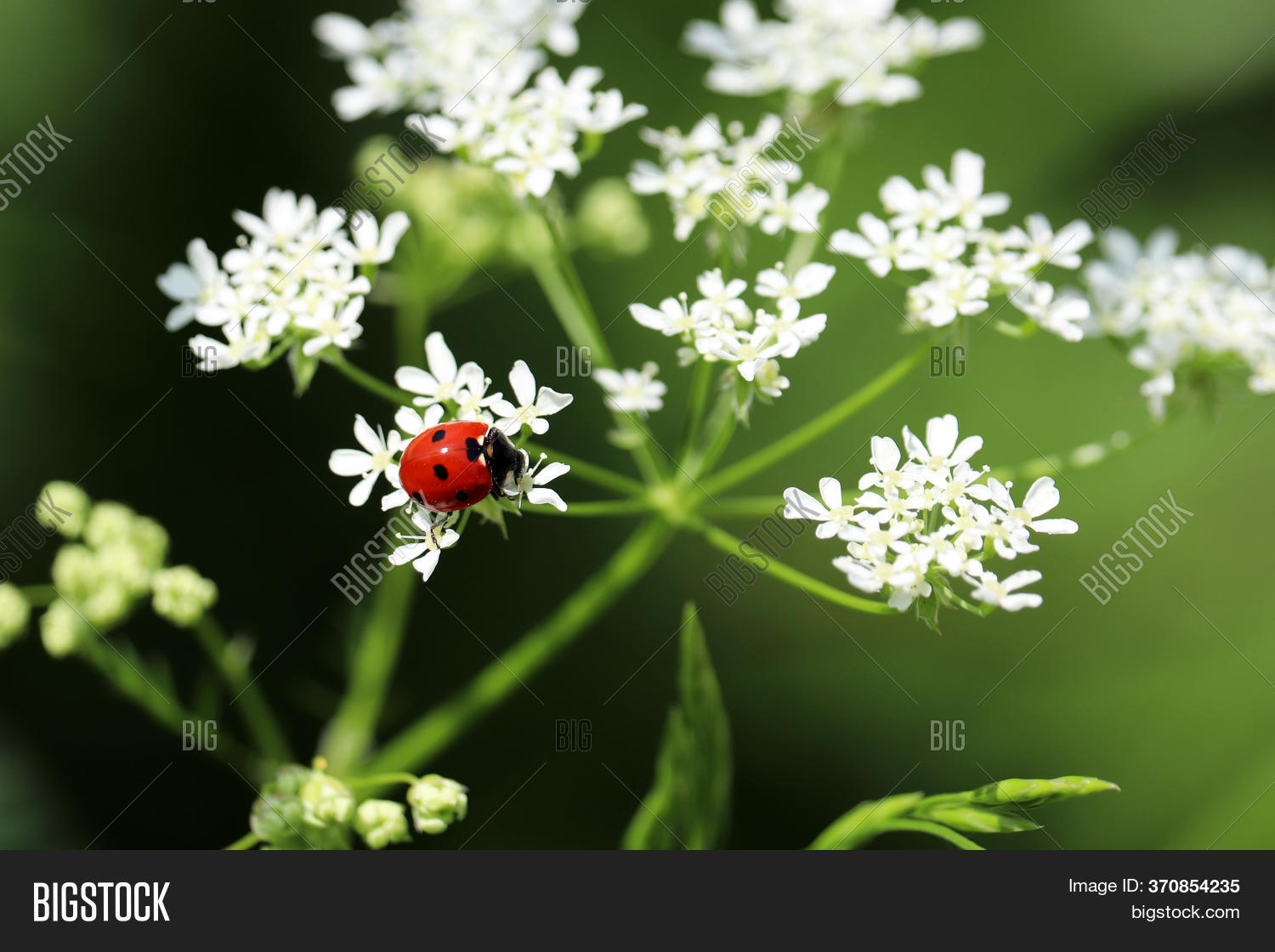 Ladybug On White Image & Photo (Free Trial) | Bigstock