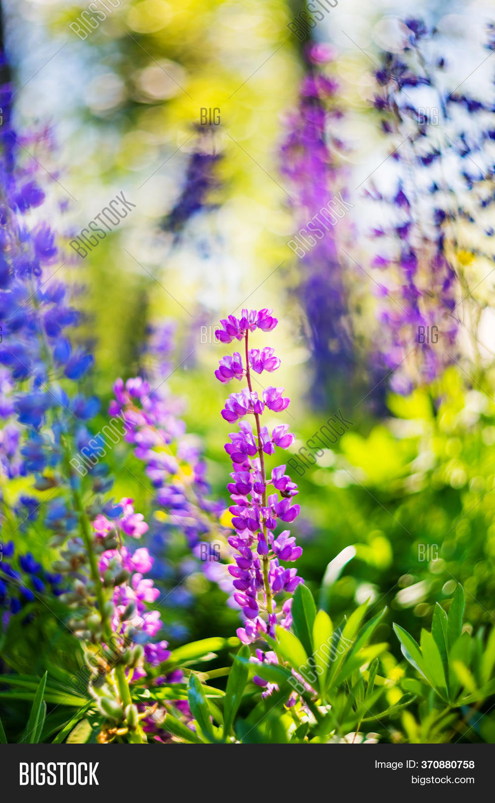 Blooming Lupines Field Image & Photo (Free Trial) | Bigstock