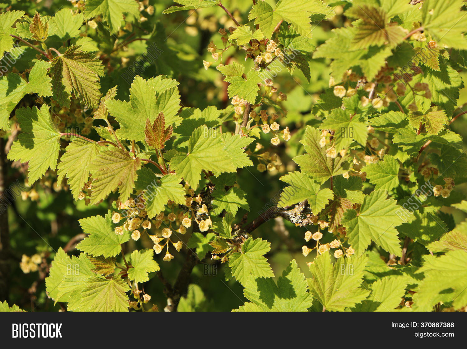Blooming Currants, Image & Photo (Free Trial) | Bigstock