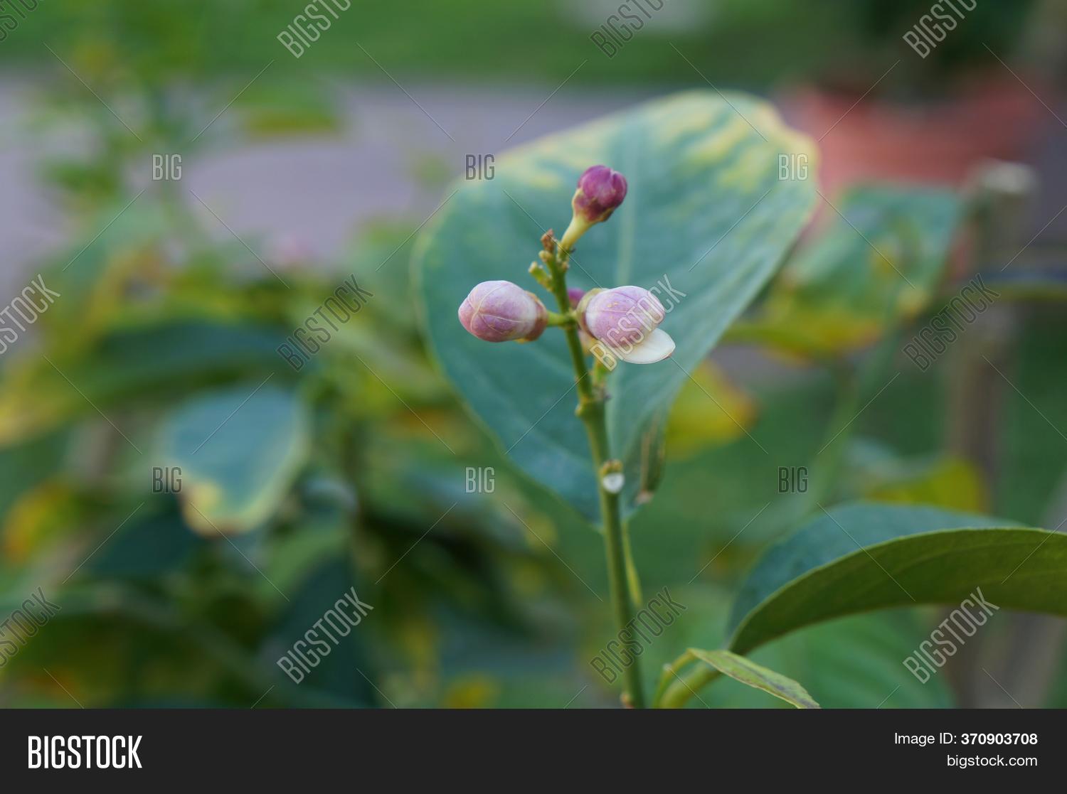 Bitter Orange Blossom Image & Photo (Free Trial) | Bigstock