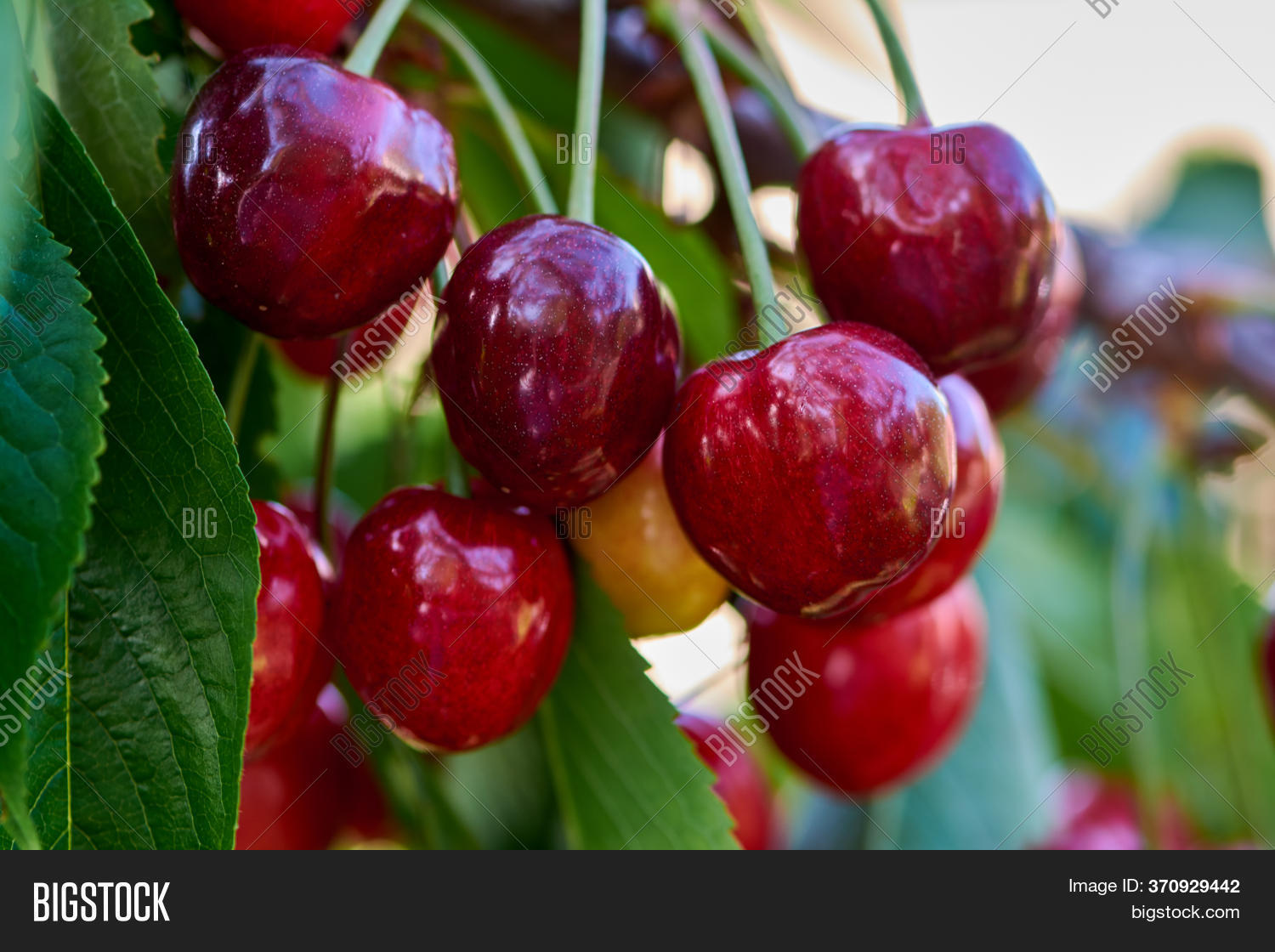 Delicious, Sweet Red Image & Photo (Free Trial) | Bigstock