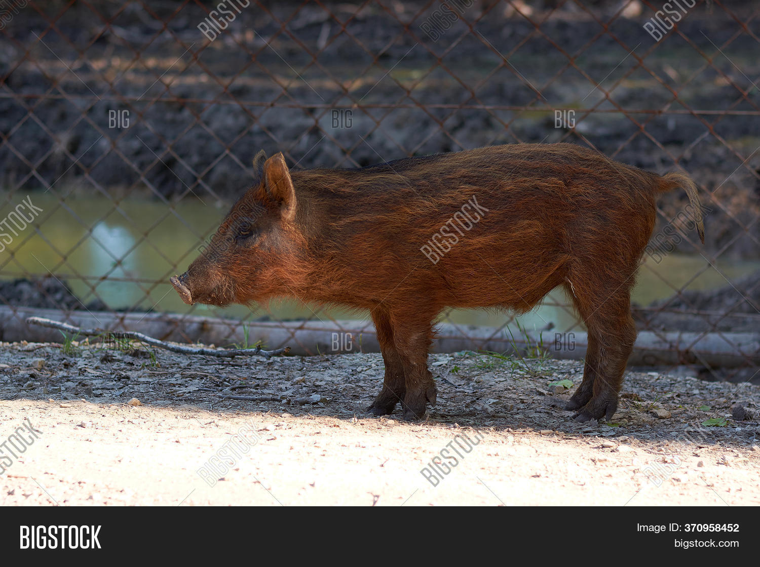 Little Red Wild Boar Image & Photo (Free Trial) | Bigstock
