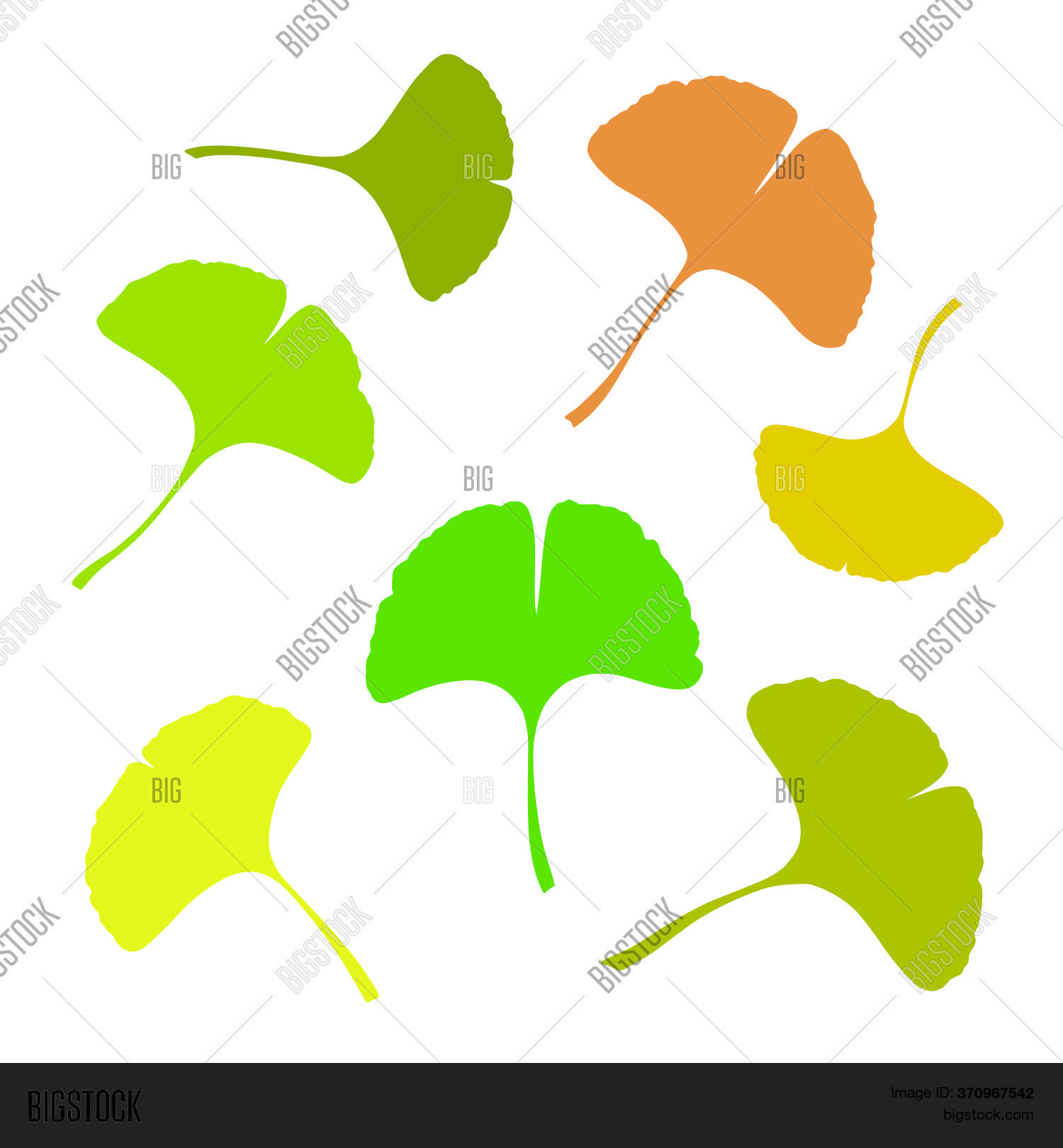 Ginkgo Gingko Biloba Vector & Photo (Free Trial) | Bigstock