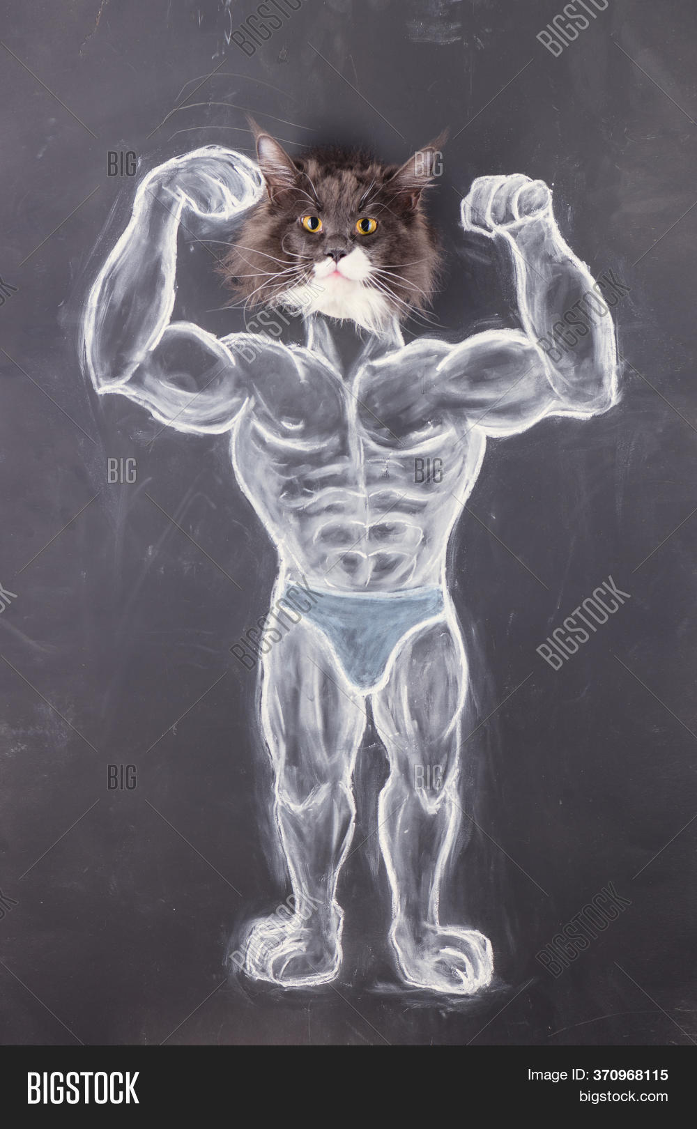 Cat Bodybuilder. Front Image & Photo (Free Trial) | Bigstock