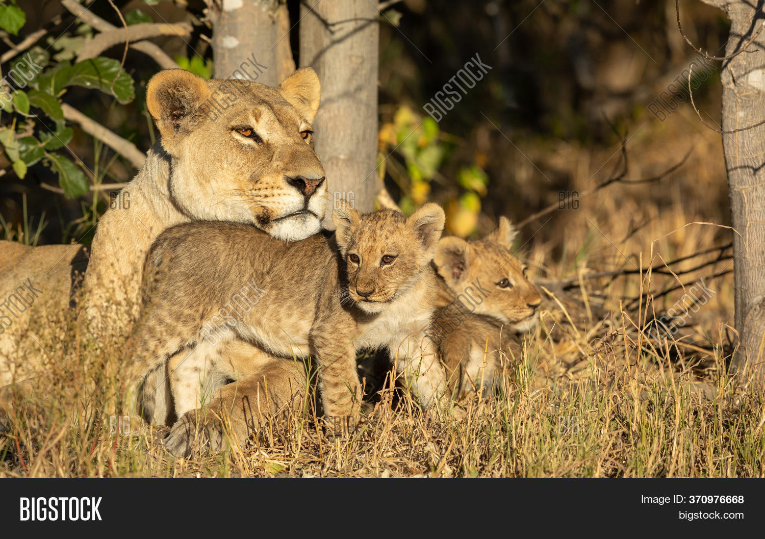 One Adult Lioness Her Image & Photo (Free Trial) | Bigstock