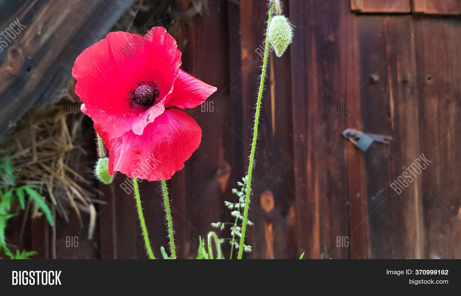 Red Poppy Flower, Image & Photo (Free Trial) | Bigstock