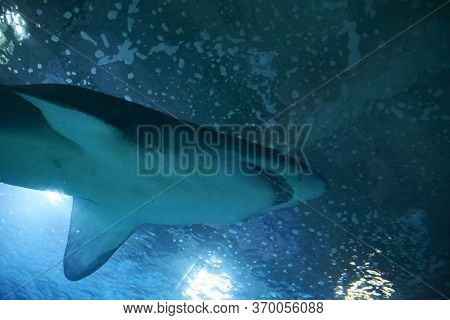 Great Lone Shark Ocean Image & Photo (Free Trial) | Bigstock