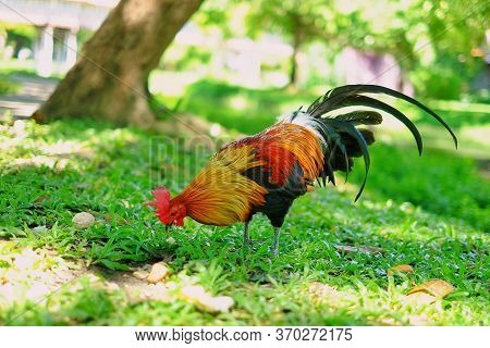 Colorful Cockerel Image & Photo (Free Trial) | Bigstock