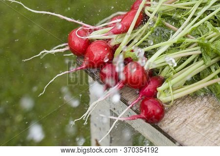 Fresh Radishes On Old Image & Photo (Free Trial) | Bigstock