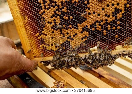 Apiculture Beekeeping Image & Photo (Free Trial) | Bigstock