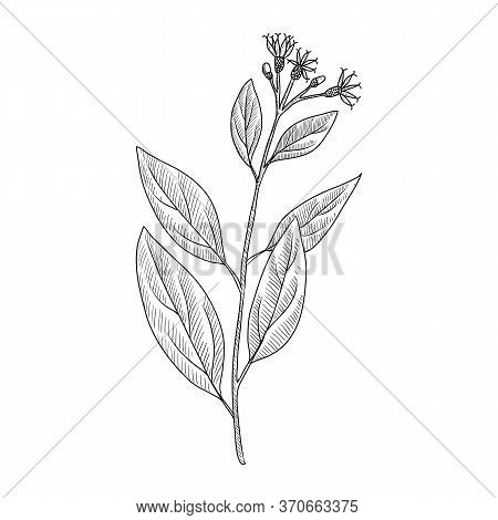 Vector Drawing Bitter Vector & Photo (Free Trial) | Bigstock