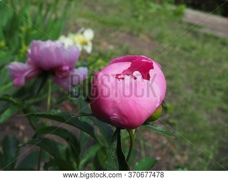 Peony Images, Illustrations & Vectors (Free) - Bigstock