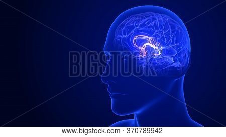 Brain Anatomy - Limbic Image & Photo (Free Trial) | Bigstock