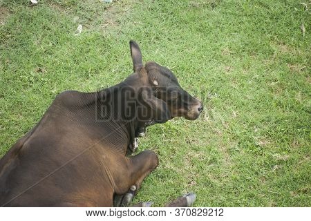 Cattle, Cows (female) Image & Photo (Free Trial) | Bigstock