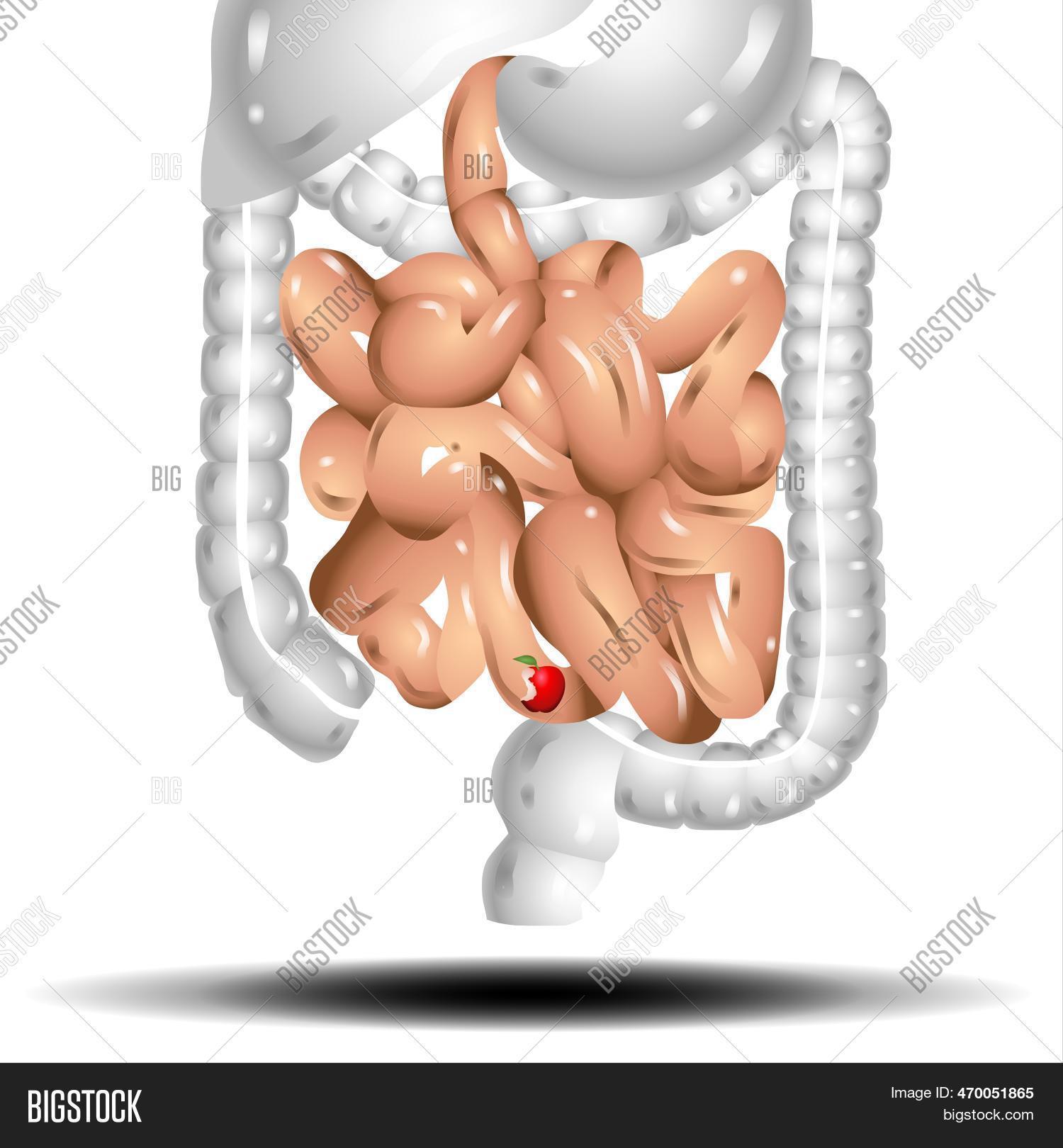 Intestines. Realistic Image & Photo (Free Trial) | Bigstock