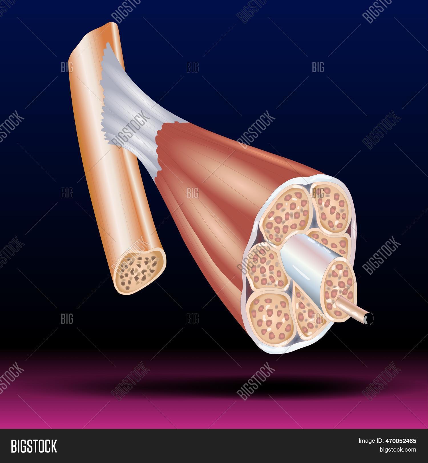 Structure Skeletal Image & Photo (Free Trial) | Bigstock