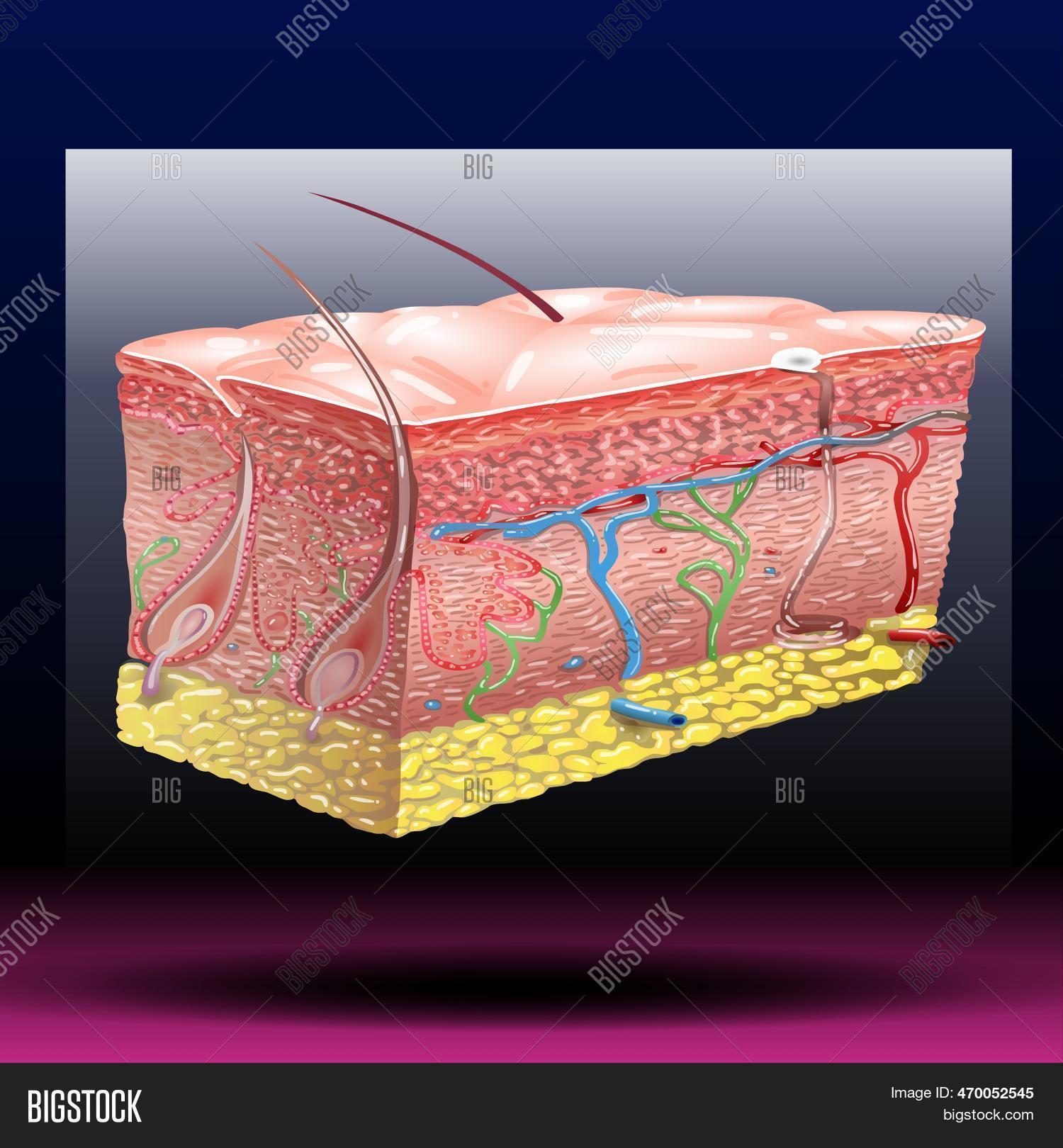 Skin Anatomy. Human Image & Photo (Free Trial) | Bigstock