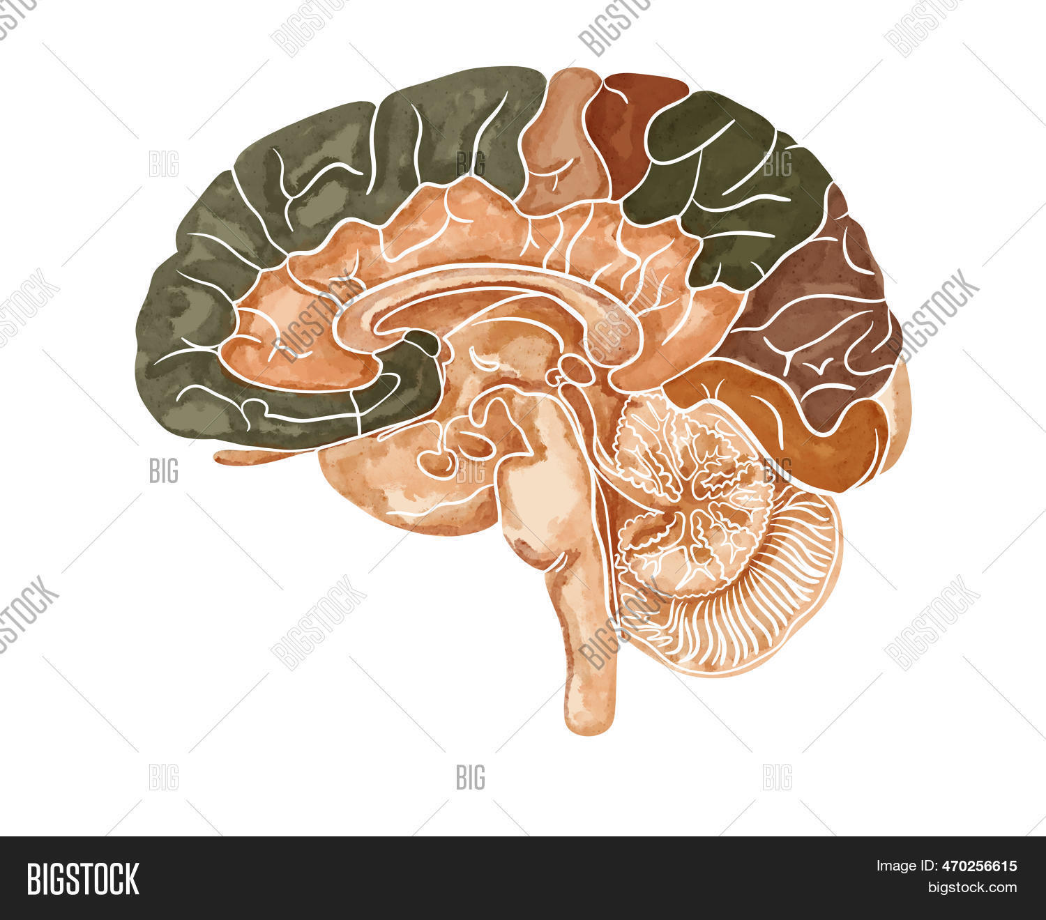 Structure Human Brain Image & Photo (Free Trial) | Bigstock