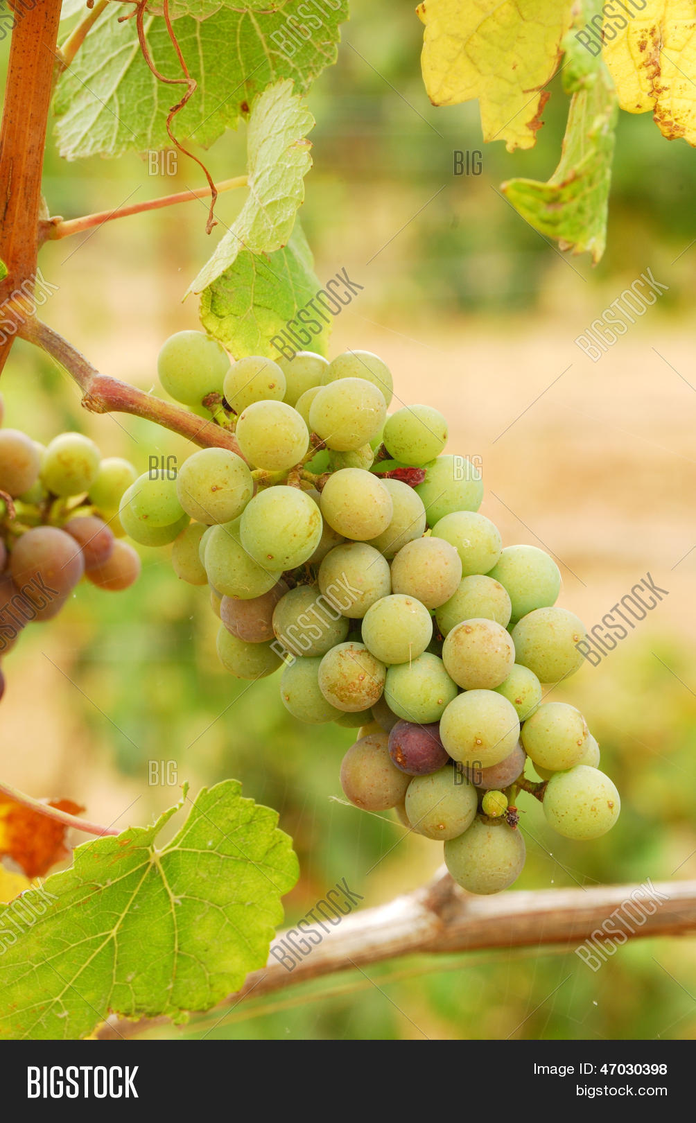 Pinot Gris Image & Photo (Free Trial) | Bigstock