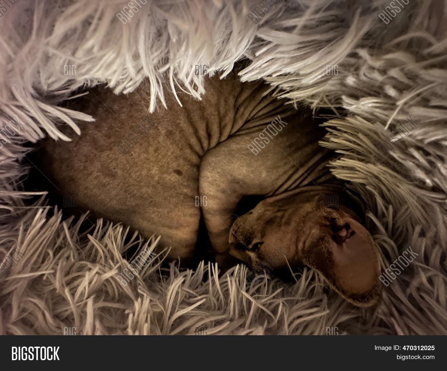 Sleeping Hairless Bald Image & Photo (Free Trial) | Bigstock