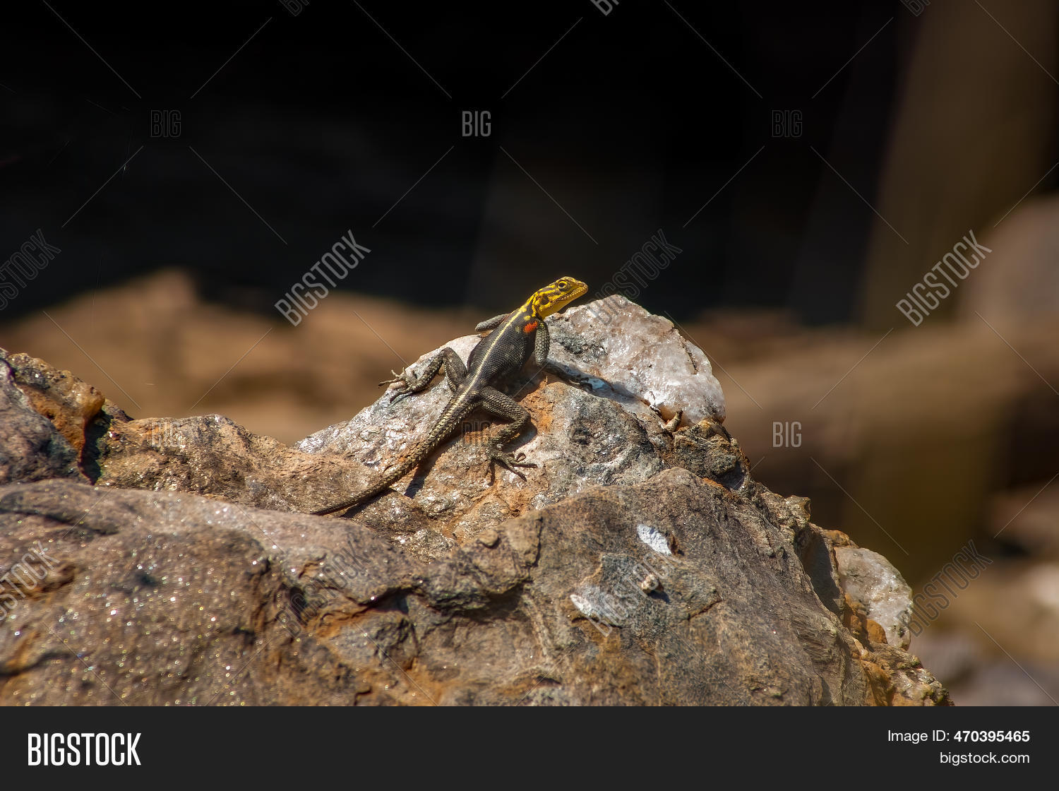 Female Agama Planiceps Image & Photo (Free Trial) | Bigstock