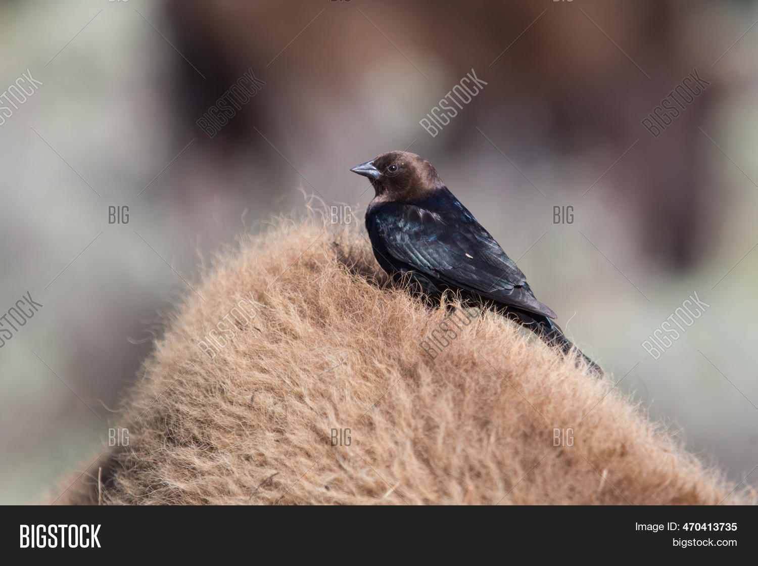 Gray Karoo Chat Bird Image & Photo (Free Trial) | Bigstock