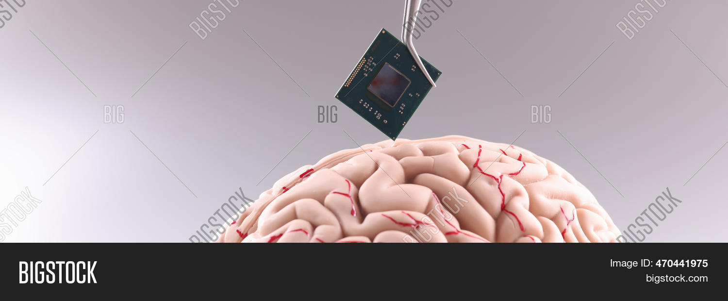 Anatomy Human Brain Image & Photo (Free Trial) | Bigstock