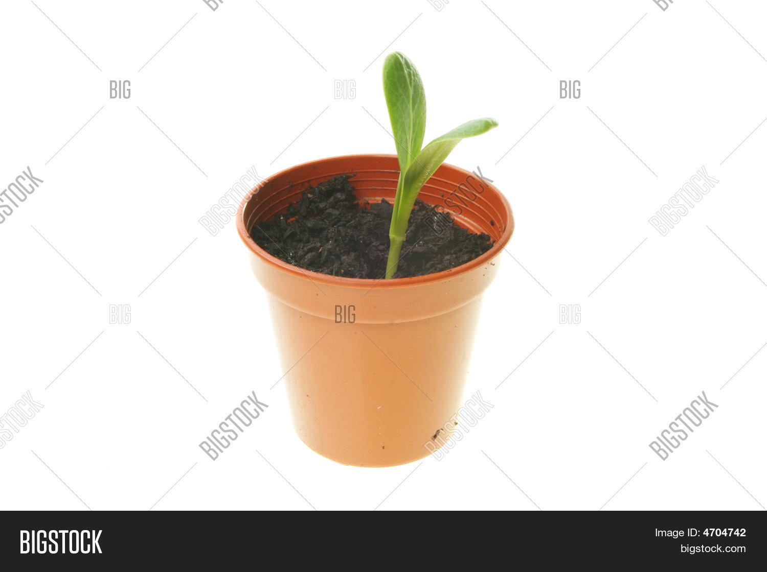 Seedling Pot Image & Photo (Free Trial) | Bigstock