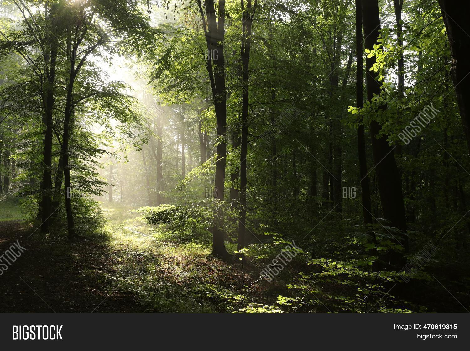 Spring Forest Woods Image & Photo (Free Trial) | Bigstock