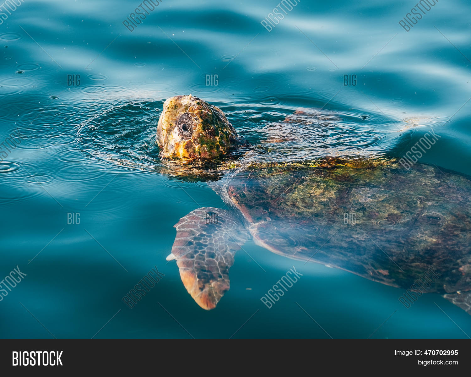Loggerhead Sea Turtle Image & Photo (Free Trial) | Bigstock