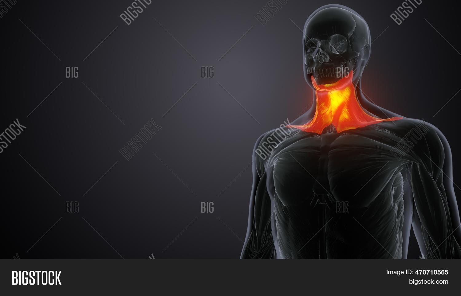 Human Body Platysma Image & Photo (Free Trial) | Bigstock