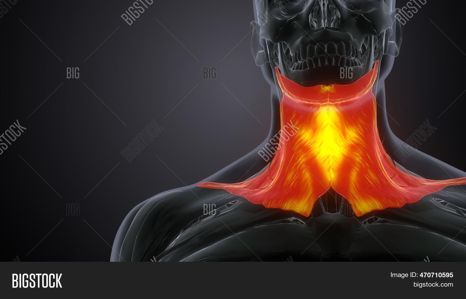 Human Body Platysma Image & Photo (Free Trial) | Bigstock