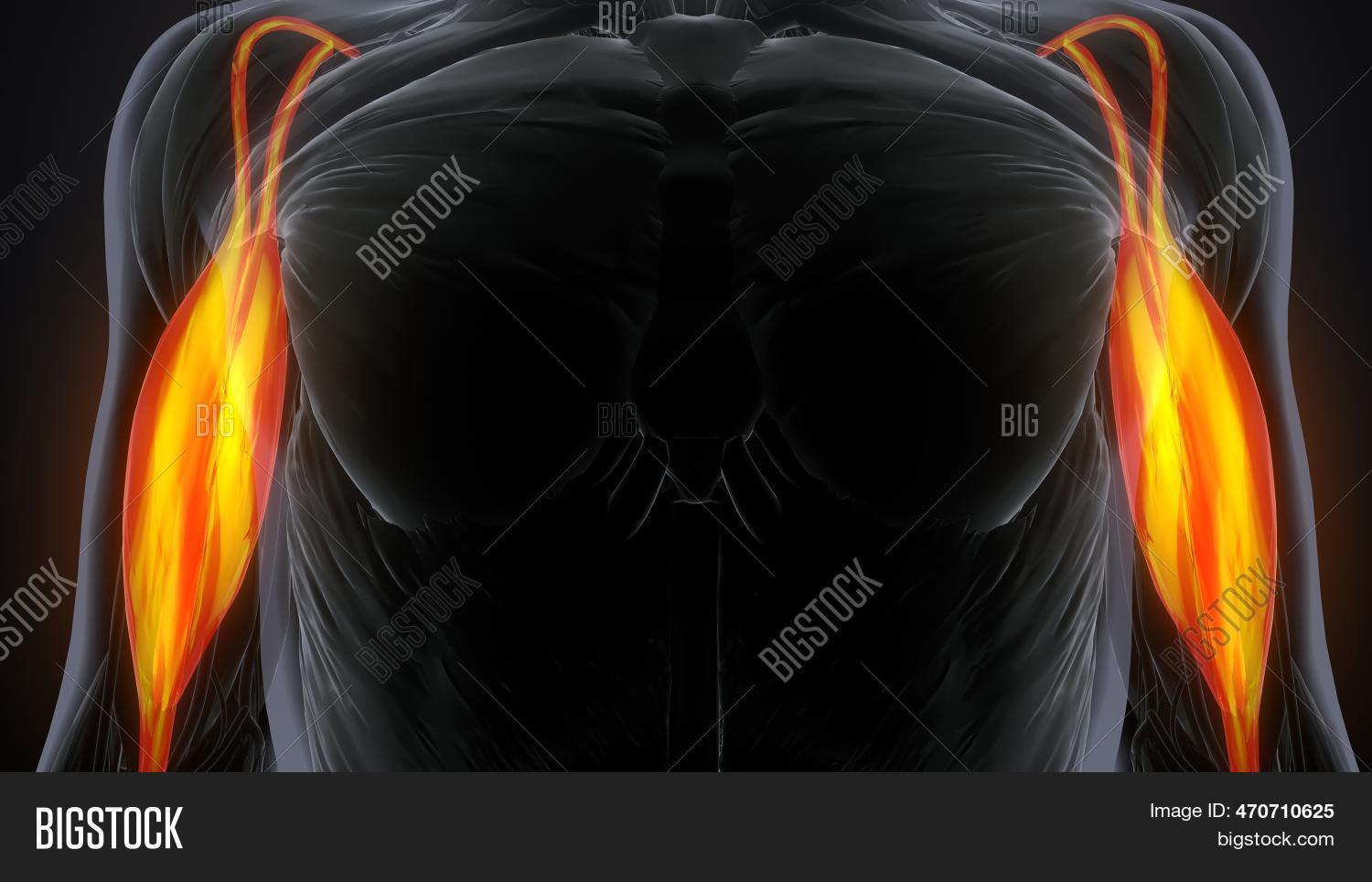 3d Görsel ve Fotoğrafı (Ücretsiz Deneme) | Bigstock