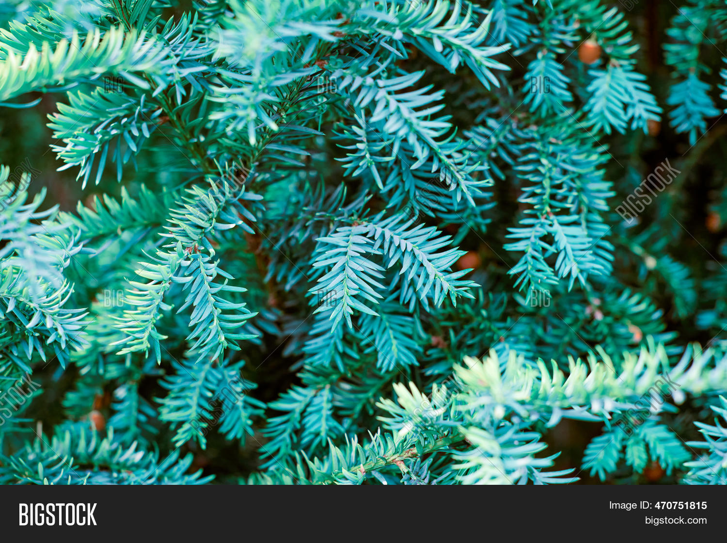 European Yew Tree, Image & Photo (Free Trial) | Bigstock