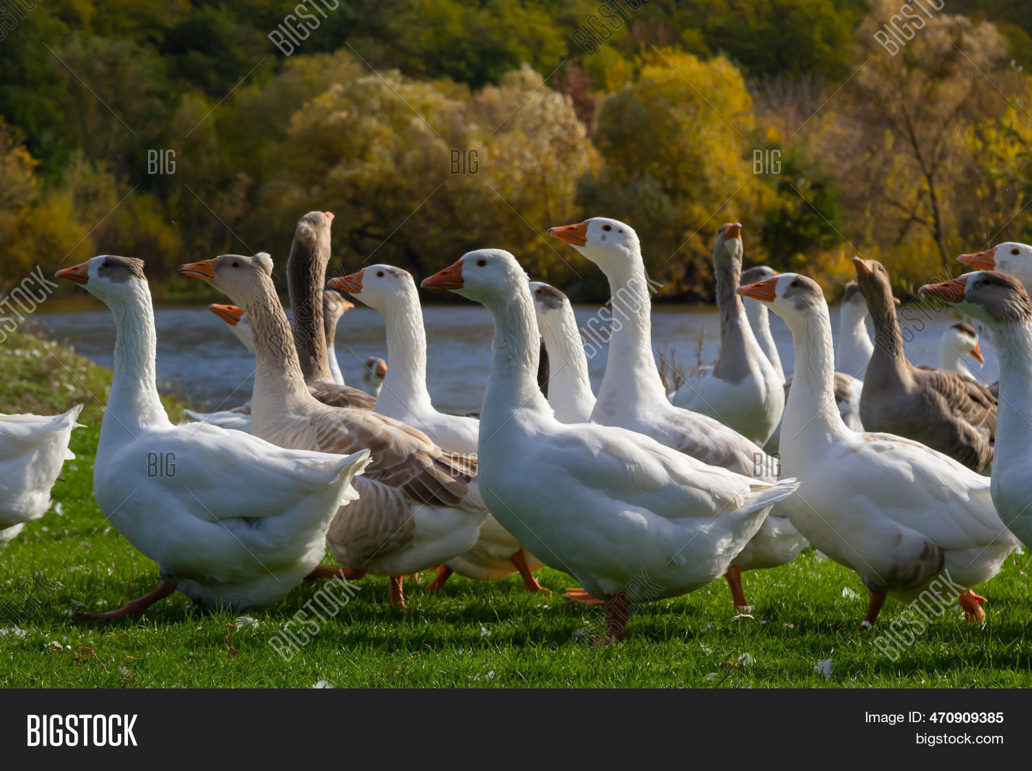 Gray Beautiful Geese Image & Photo (Free Trial) | Bigstock