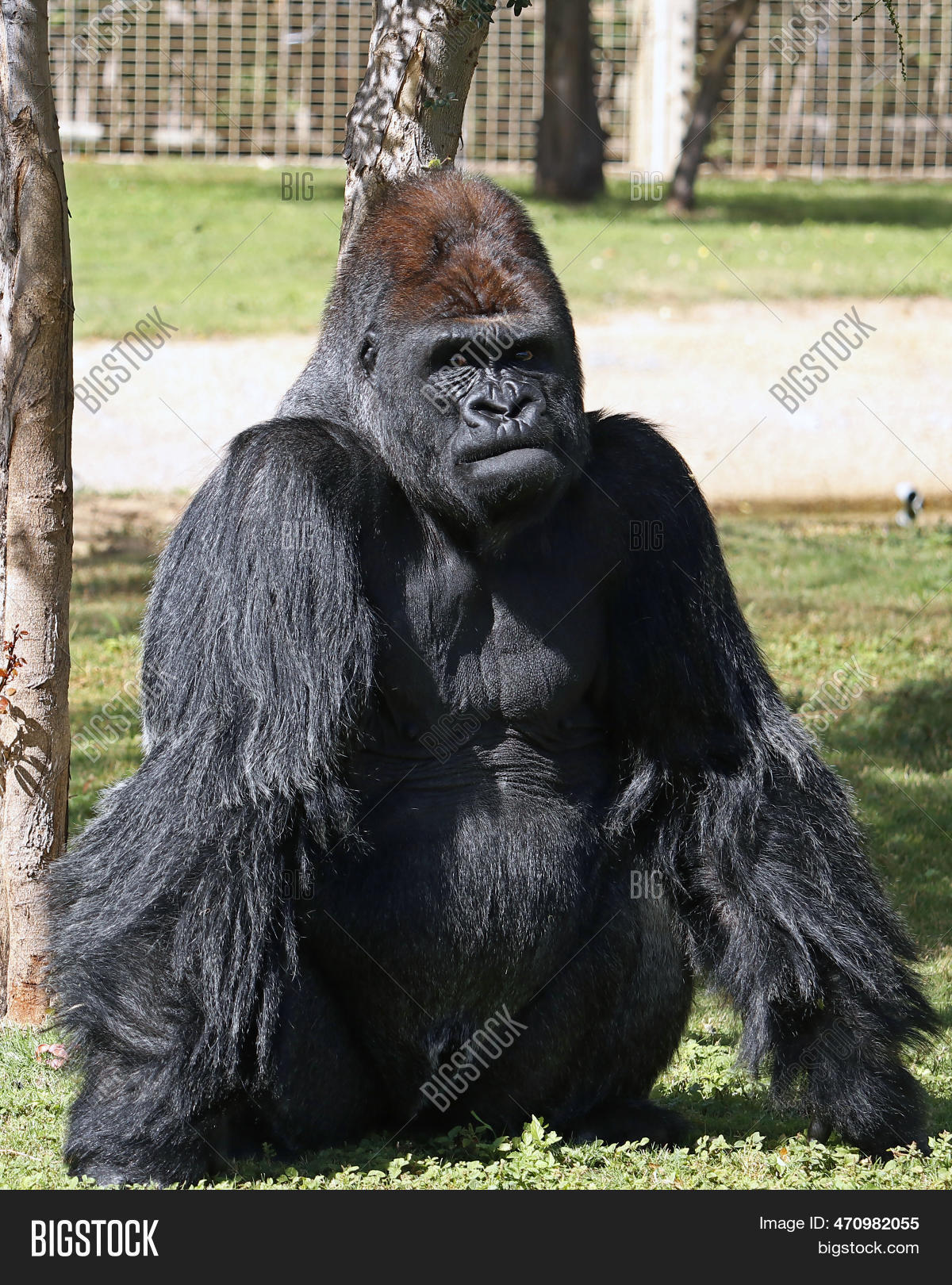 Silverback Gorilla Standing