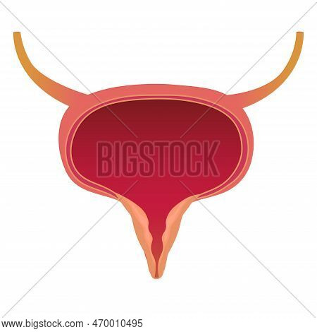 Human Internal Organ Vector & Photo (Free Trial) | Bigstock