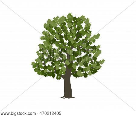 Vector Drawing Maple Vector & Photo (Free Trial) | Bigstock