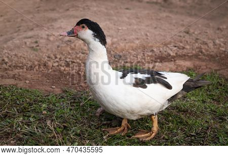 Muscovy Duck Black Image & Photo (Free Trial) | Bigstock